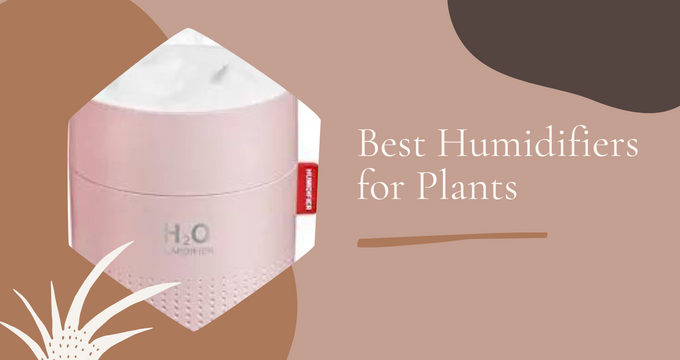 Humidity Tips for Green Thumbs: The 7 Best Humidifiers for Plants - Mrs ...